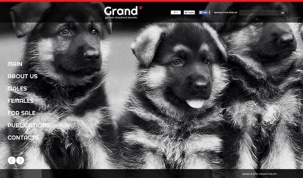 Create a Website for Dog Breeders: Simple Tips