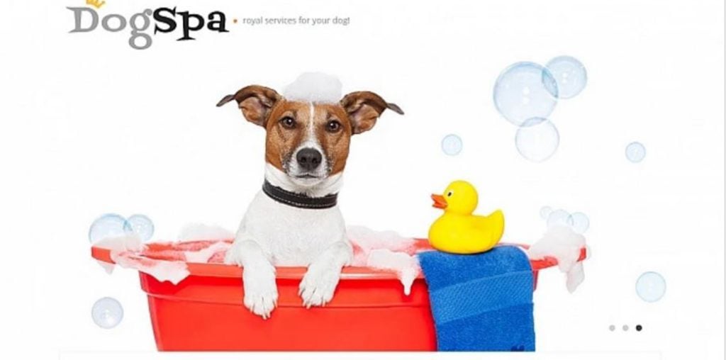 How to Make a Dog Website: Simple Tips for Breeders